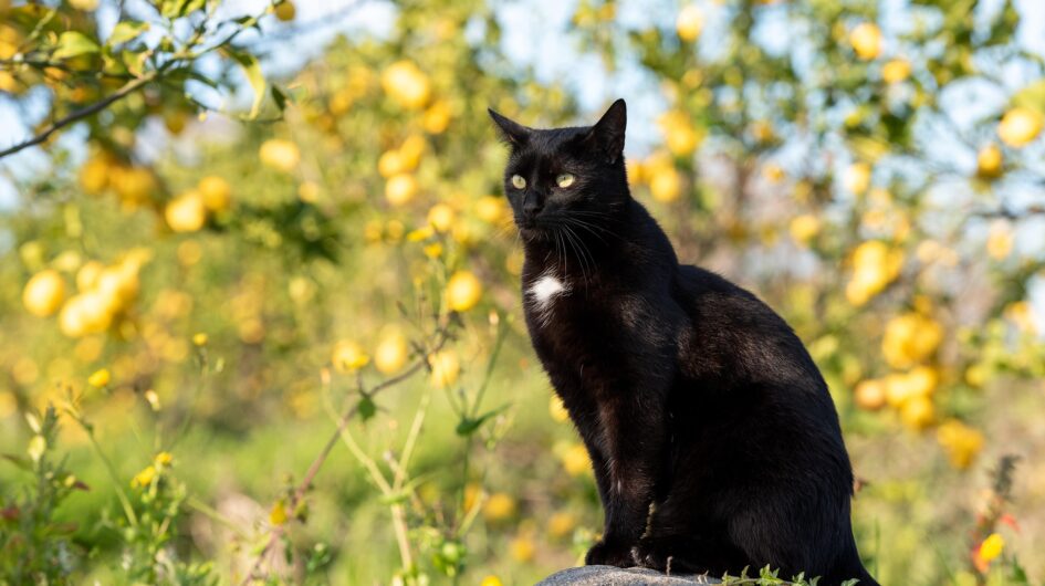 Il mistero del gatto: miti, leggende e verità scientifiche | Cani e ...