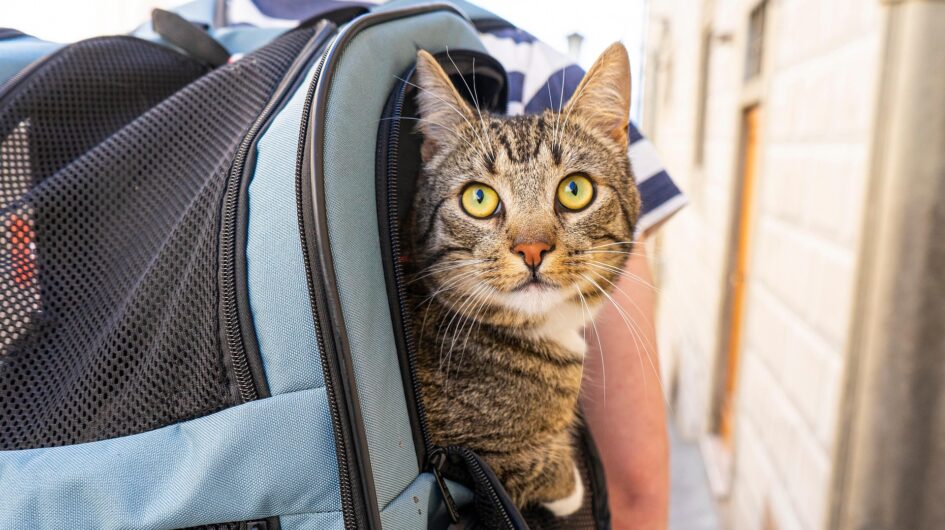 Animali in treno, aereo, traghetto: regole e consigli aggiornati | Cani ...